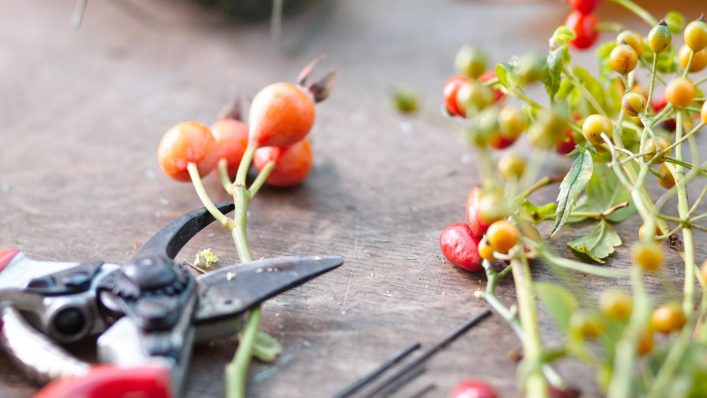 Hagebutten als Serviettenring - Bild 4 - [LIVING AT HOME]