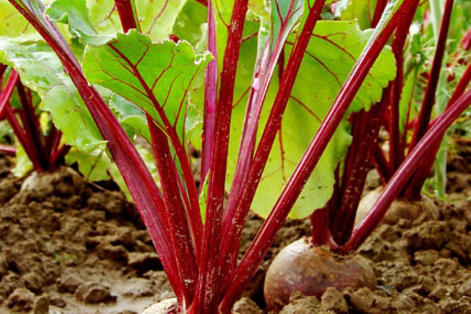 R - [LIVING AT HOME]