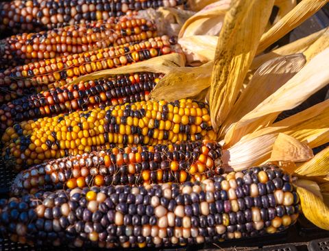 Mais - Rezepte & Tipps - [LIVING AT HOME]