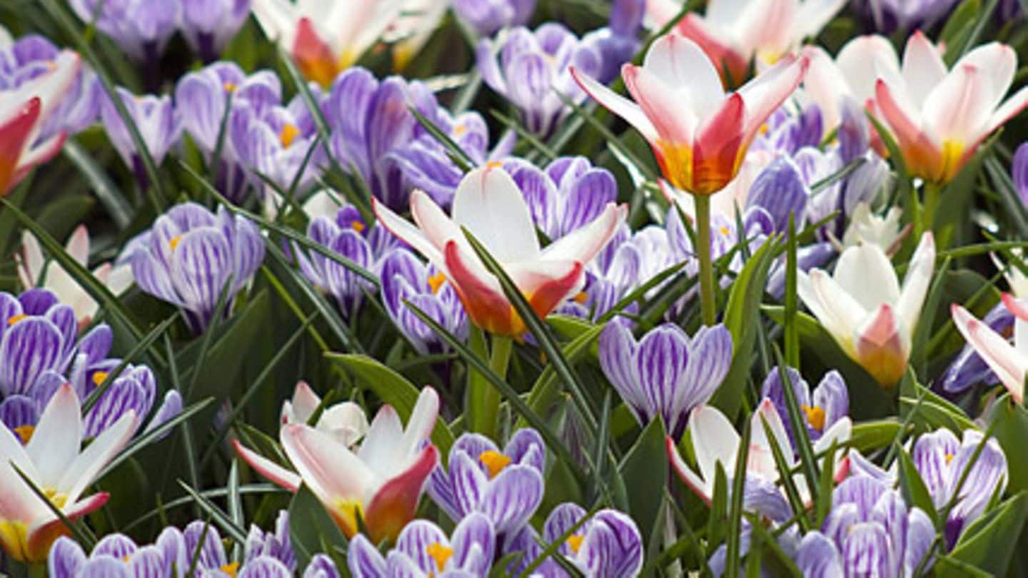 Krokus - Steckbrief, Tipps zum Pflanzen und zur Pflege - [LIVING AT HOME]