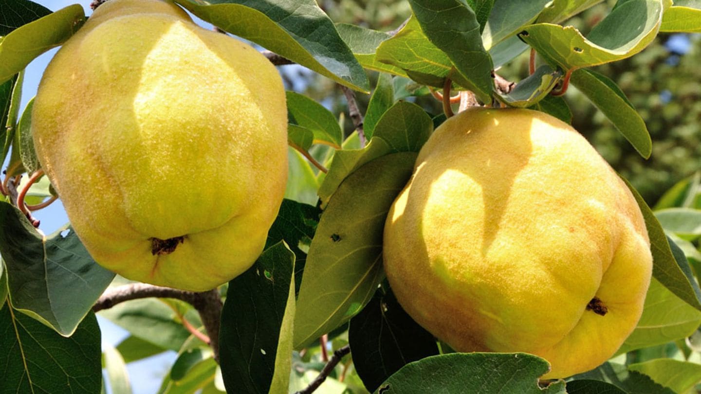 Quitten: Rezepte & Tipps - [LIVING AT HOME]